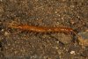 Lithobius microps | British Myriapod and Isopod Group